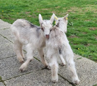 Lipogramme : explication, histoire et mise en pratique